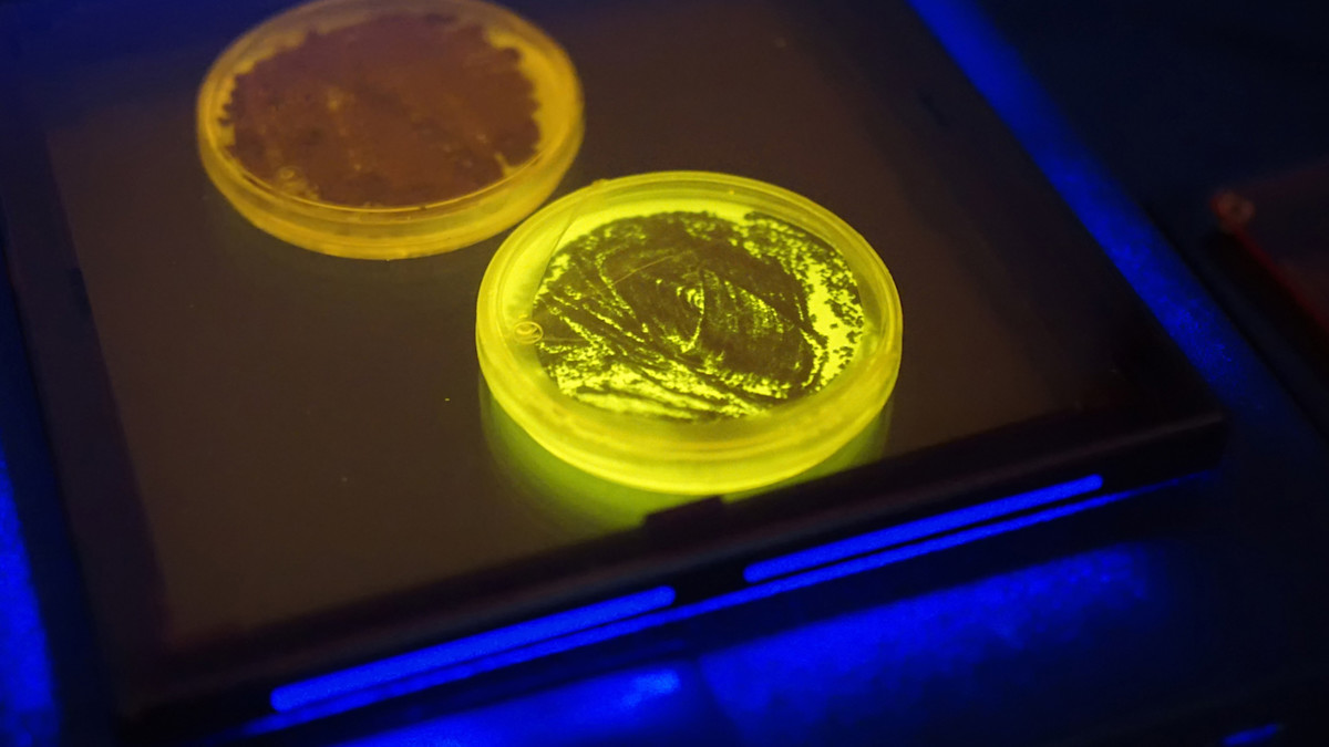 CRISPR, Gene Editing and IVF - FertilityIQ