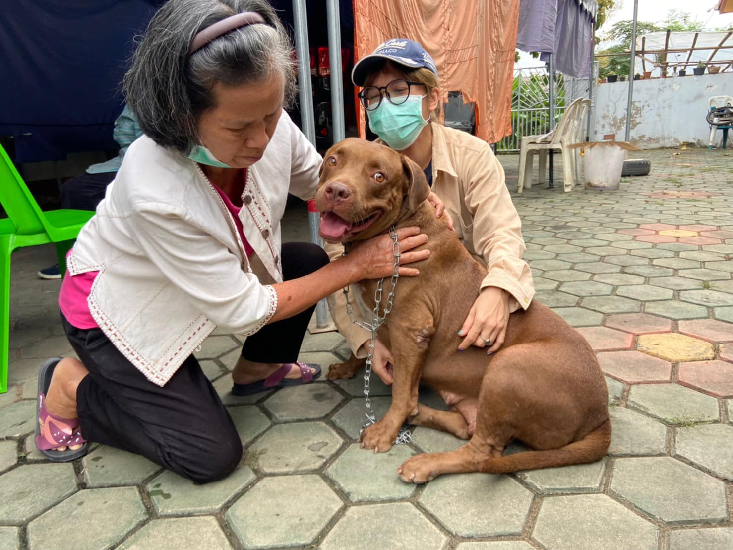 Global Animal Rescue & TNVR Programs | Lets Save the Strays International