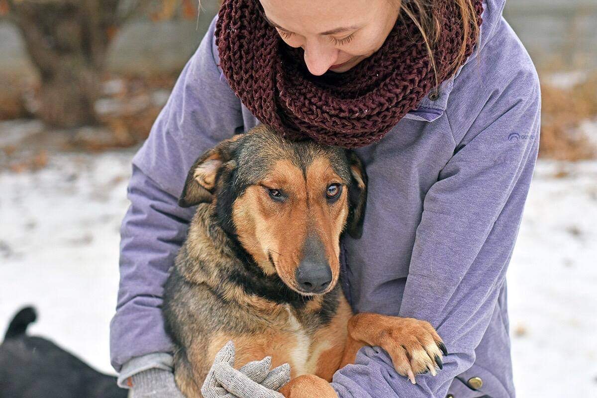 Global Animal Rescue & TNVR Programs | Lets Save the Strays International