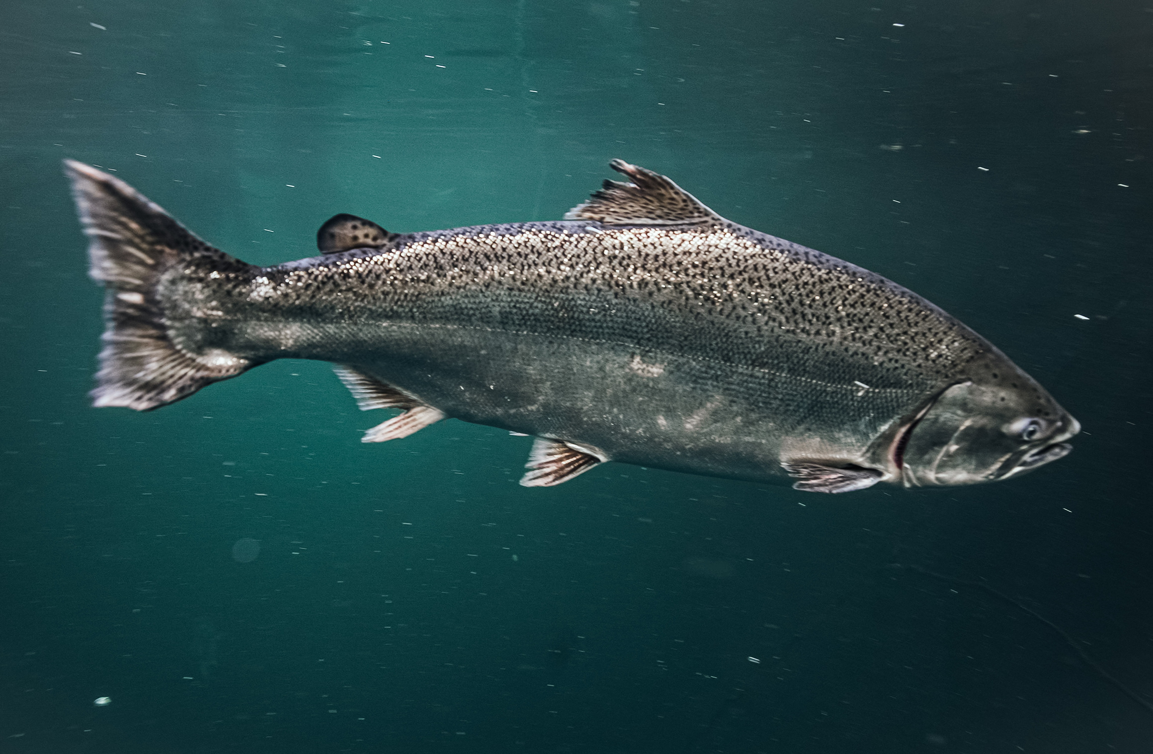 Ocean-Farmed New Zealand King Salmon | Big Glory Bay
