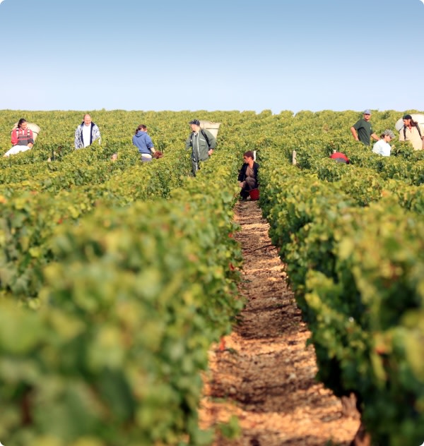 Guide to the Burgundy Wine Region | WSJ Wine