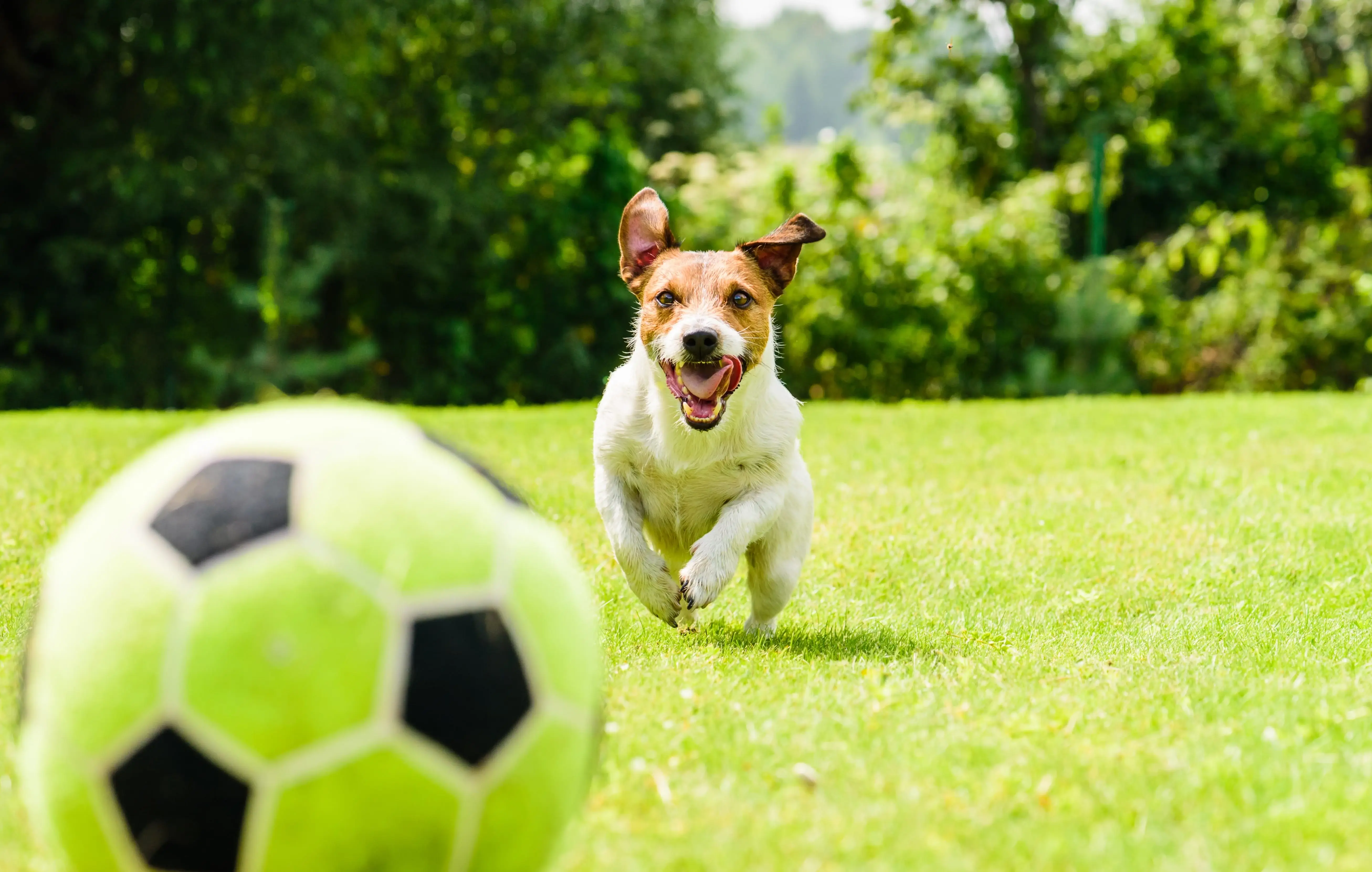 Adding a Second Dog: A DINKWAD Guide to Harmony | Spot Pet Insurance