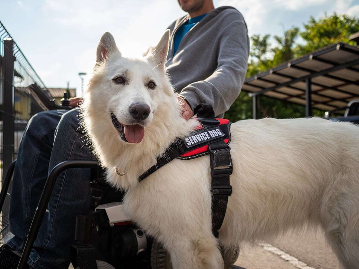 8 Service Dog Superheroes You Should Know - Service Dog Guide | Spot ...
