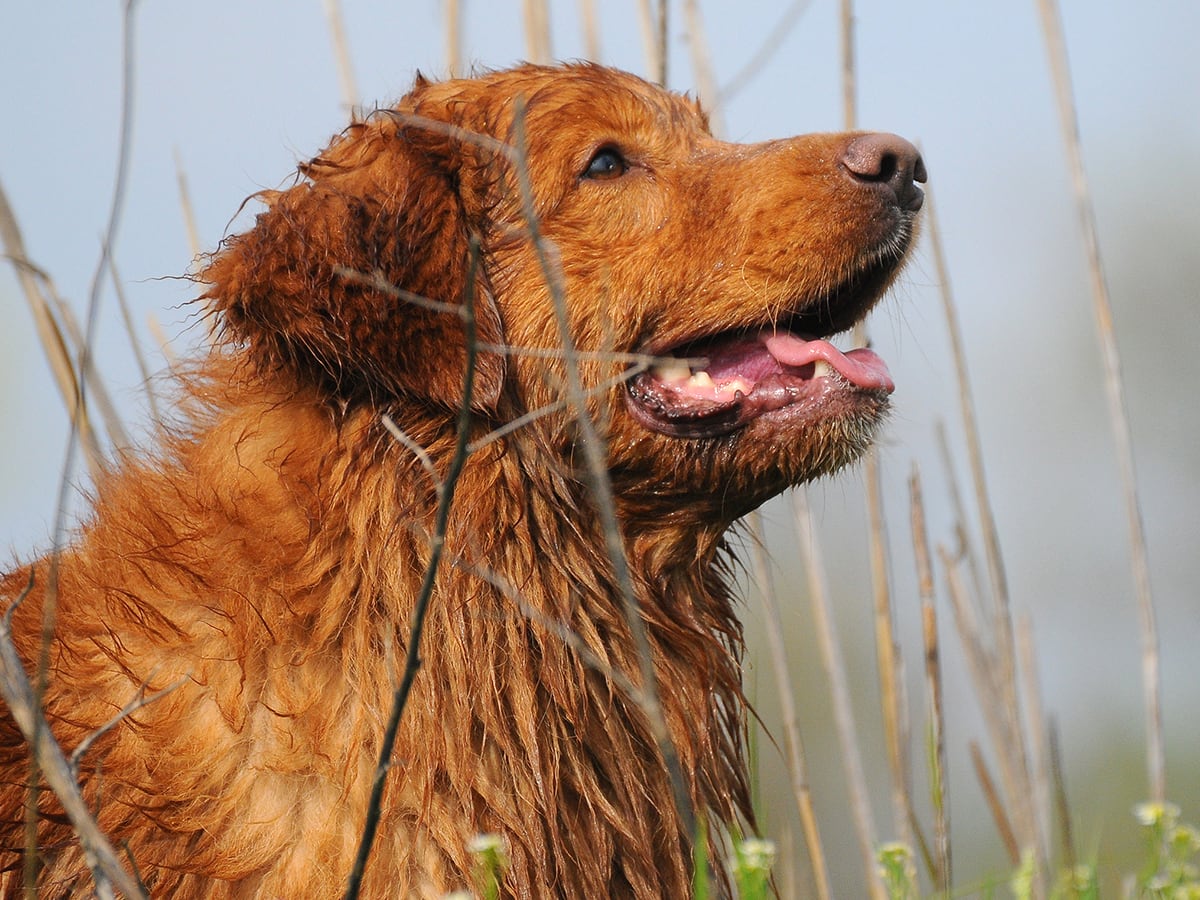 Best 100+ Country Dog Names to Consider | Spot Pet Insurance