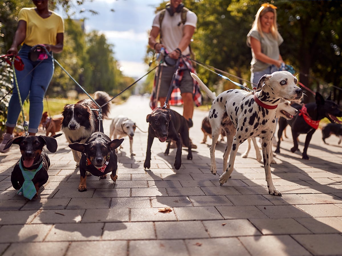 How to Teach Your Dog to Walk on a Leash | Spot Pet Insurance