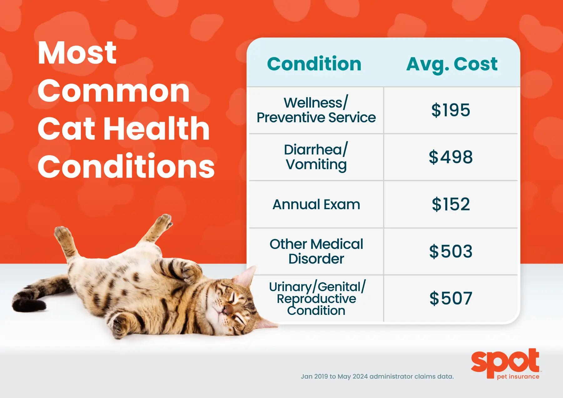 Cat Insurance Plans for Your Furry Friend Spot Pet Insurance