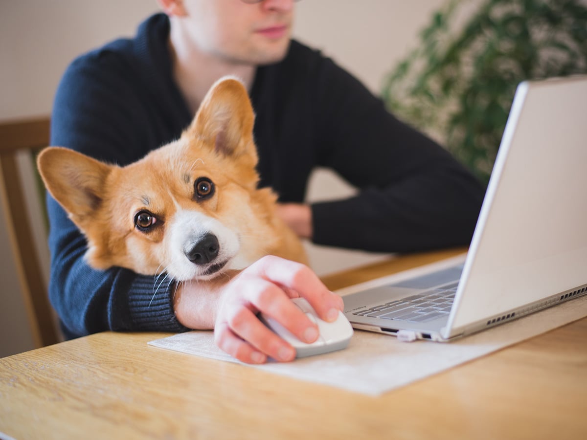 How to Register For Spot Pet Insurance - Go-to Guide | Spot Pet Insurance