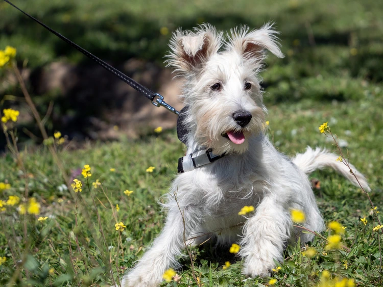Sealyham Terrier: Temperament, Care, Cost & More for Pet Parents | Spot ...