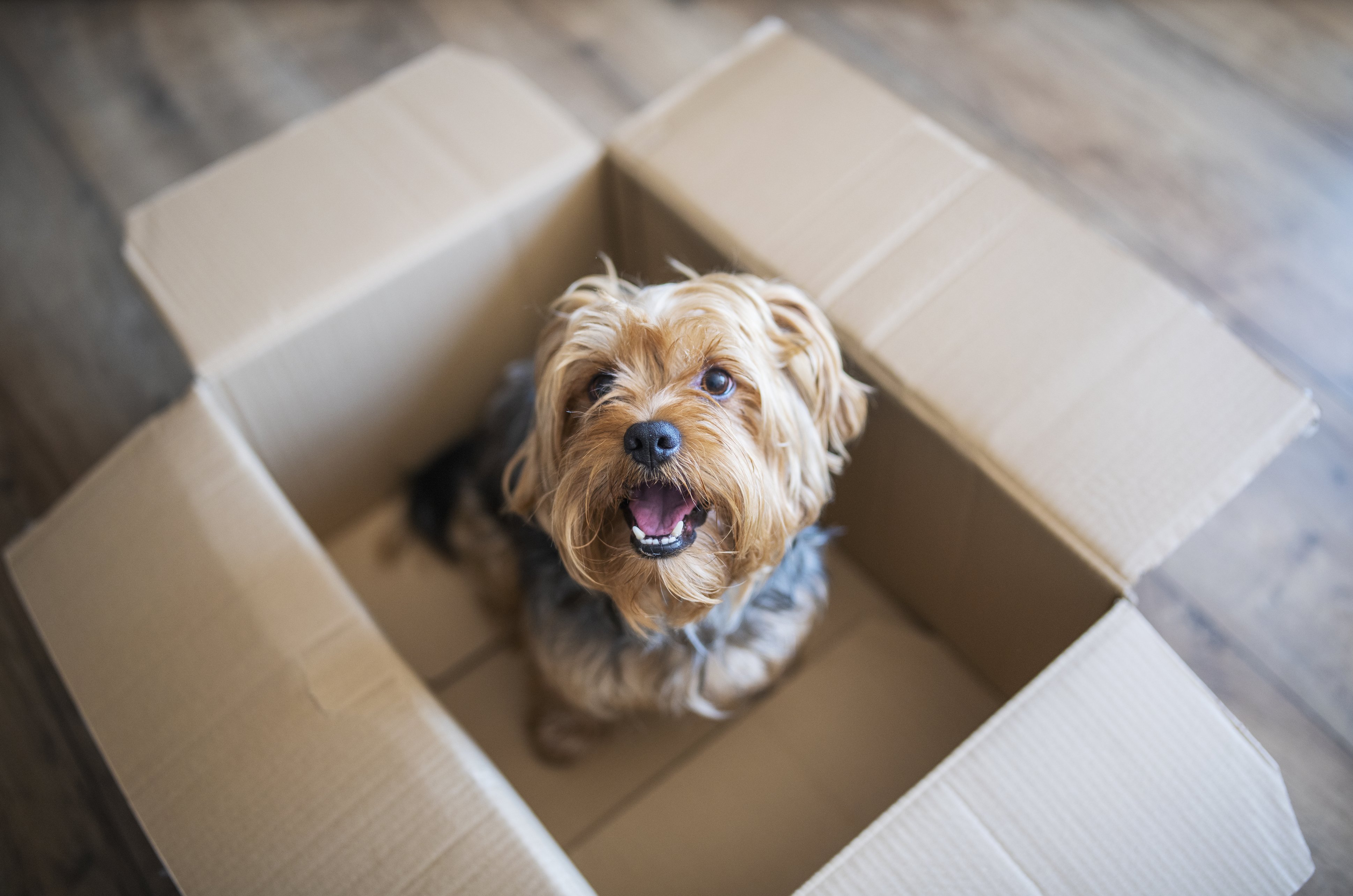 What are Yorkie Personality Traits? | Spot Pet Insurance Canada