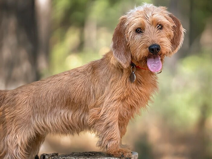 What to Know About the Basset Fauvre de Bretagne | Spot Pet Insurance ...