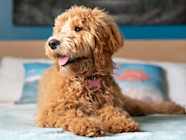 What s The Price Of A Goldendoodle In 2023 Spot What s The Price Of A Goldendoodle In 2023 Spot