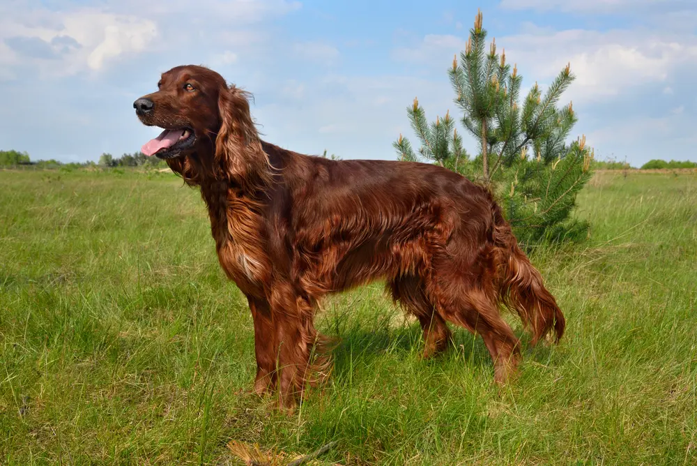 Field Spaniel Breed Guide: Traits, Temperament, and Health Insights ...