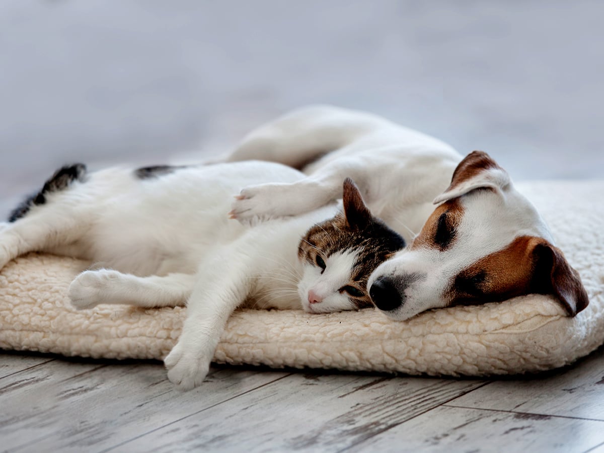 Daylight Saving Time & Pets: Easy Tips for a Smooth Transition | Spot ...
