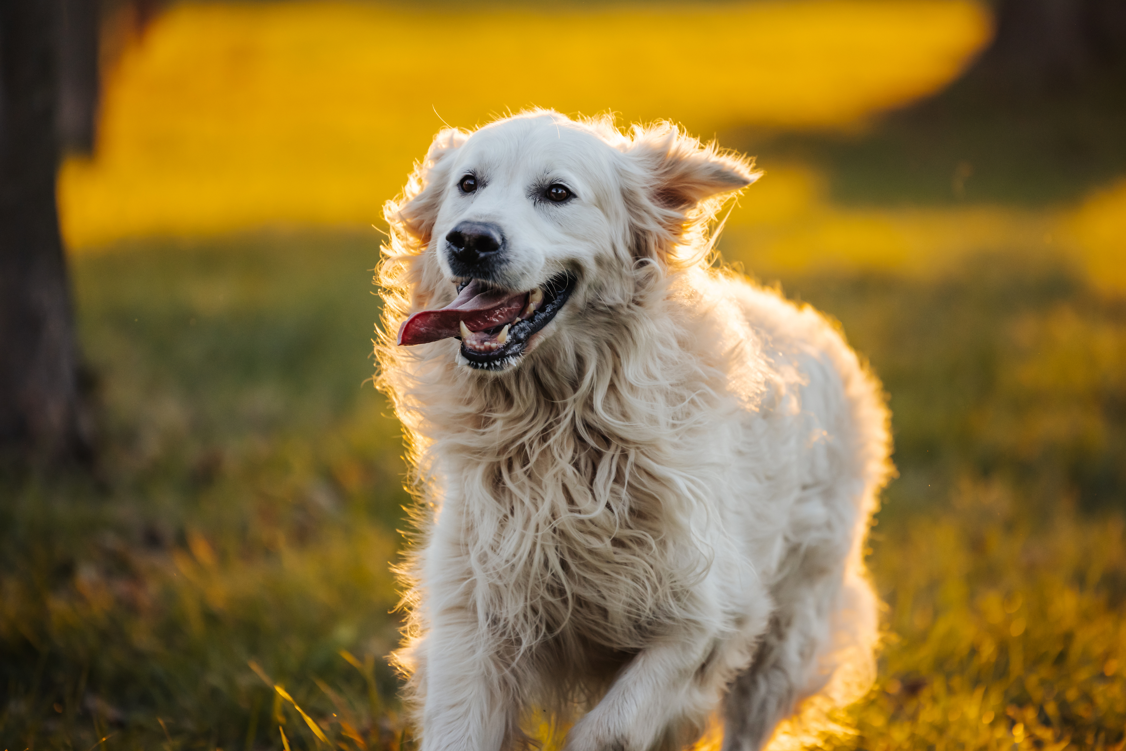 Are Golden Retrievers Aggressive? | Spot Pet Insurance