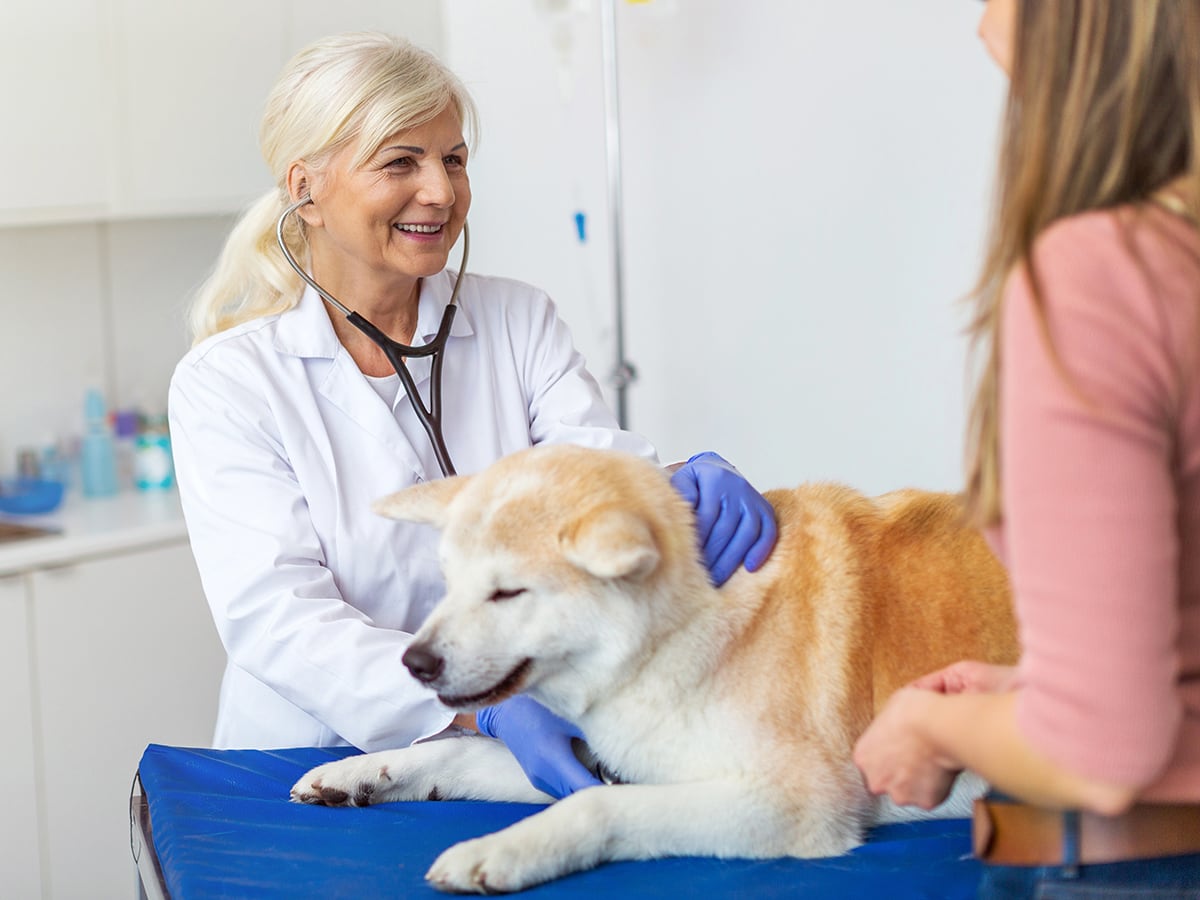 How Much are Vet Bills for Dogs? | Spot Pet Insurance