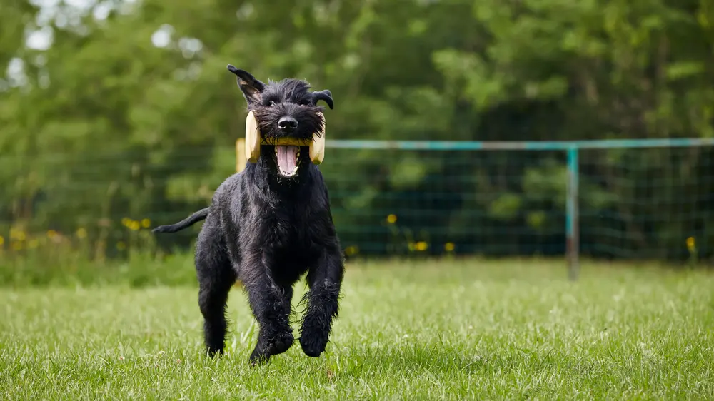 Large Terrier Breeds: Top 7 Big Terriers with Bold Personalities | Spot ...