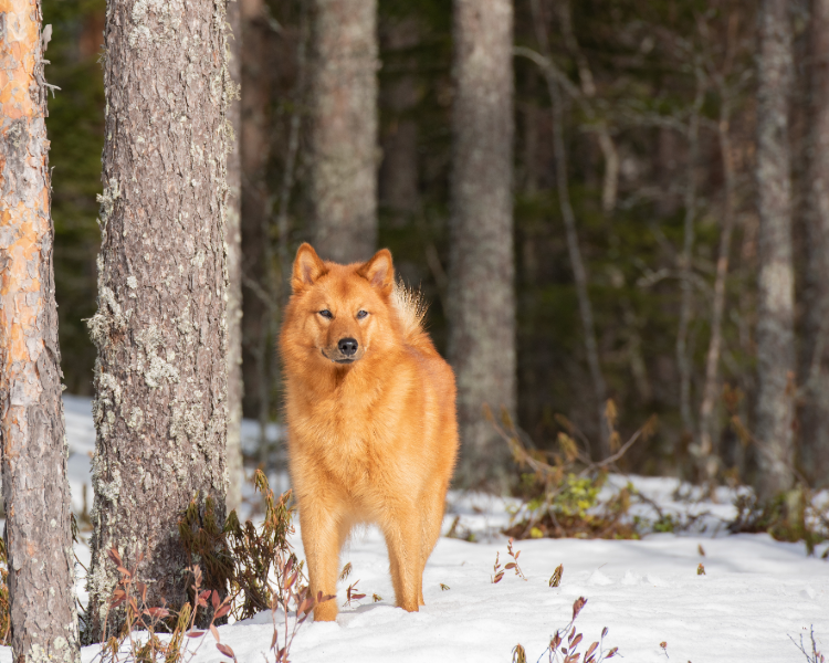 Finnish Spitz: Temperament, Care, Cost & FAQs for Pet Parents | Spot ...