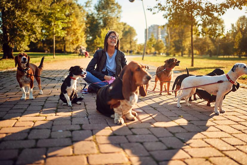 Longest Living Dog Breeds: Breeds Known for Longevity | Spot Pet Insurance