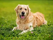 How Much Does A Golden Retriever Cost In 2025 Spot Pet Insurance