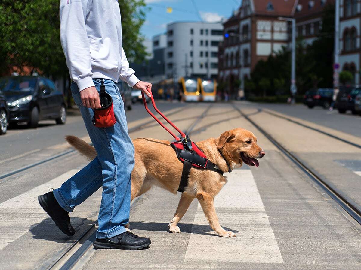 Keeping a Guide Dog Healthy | Care & Preventive Tips from Guiding Eyes ...