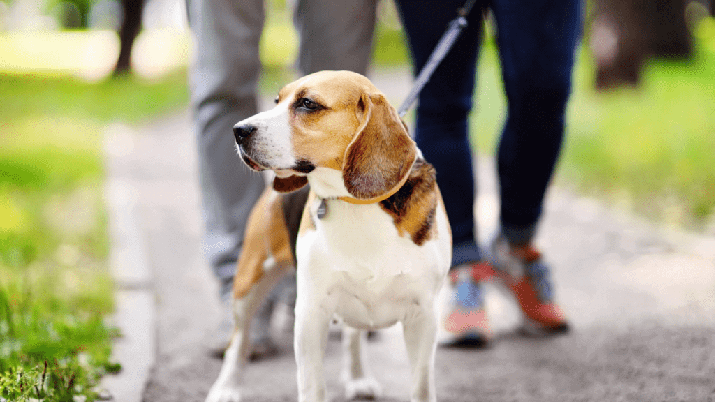 Beyond the Dog Park: Fun & Safe Alternatives for Socializing Your Dog