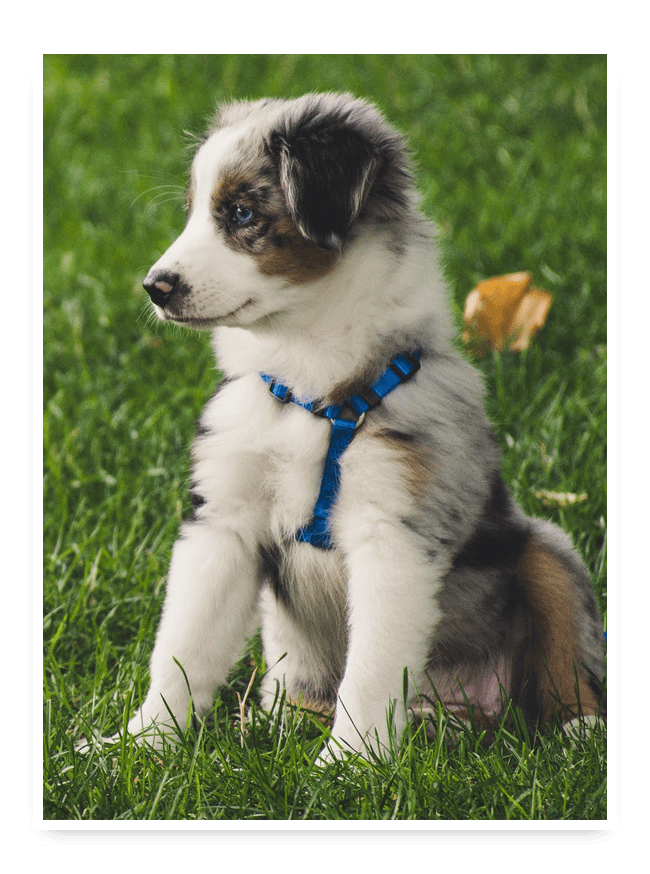 Dog Obedience Training: Professional vs. Home & Costs | Spot Pet ...