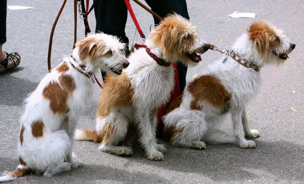How Long Do Dogs Live? | Find Out Today | Spot Pet Insurance