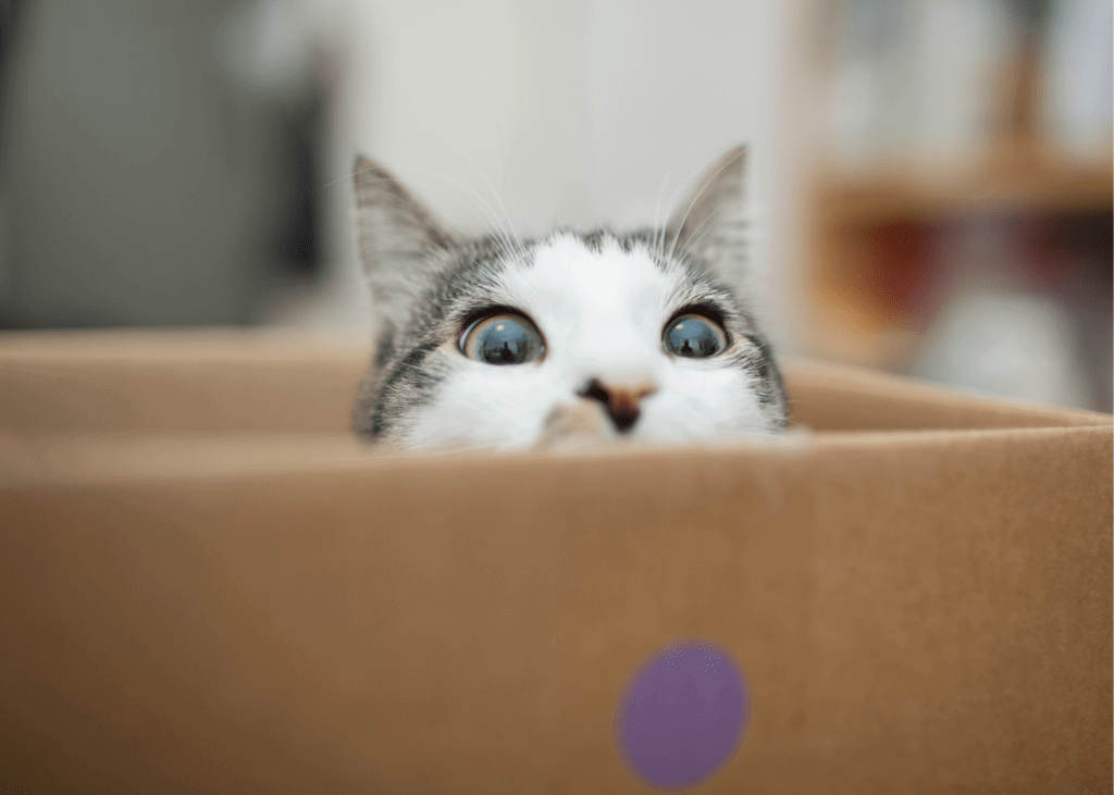 Why Do Cats Get Zoomies? Understanding This Wild Cat Behavior | Spot ...