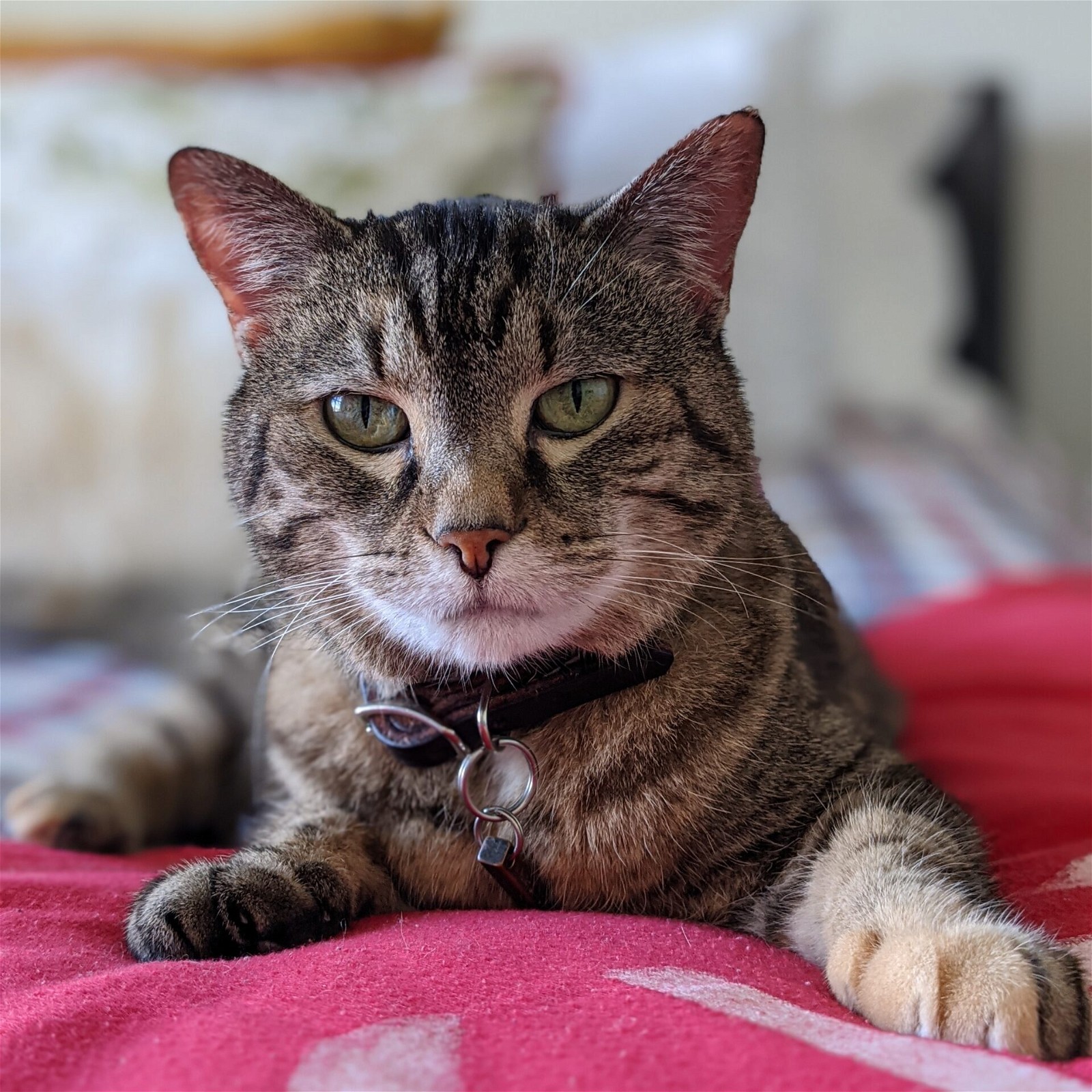 Conjunctivitis (Pink Eye) in Cats: Causes, Symptoms & Treatment | Spot ...