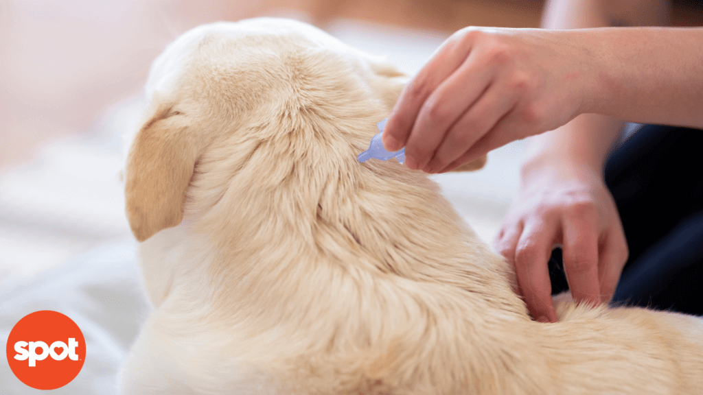 The Importance of Monthly Flea & Tick Medication | Spot Pet Insurance