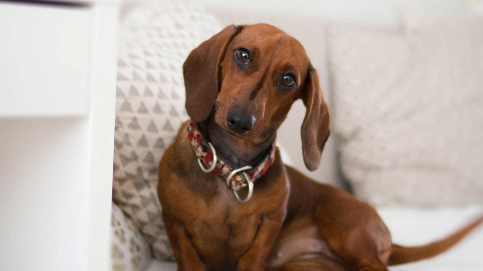 Alopecia in Dogs: Causes, Symptoms & Treatment | Spot Pet Insurance