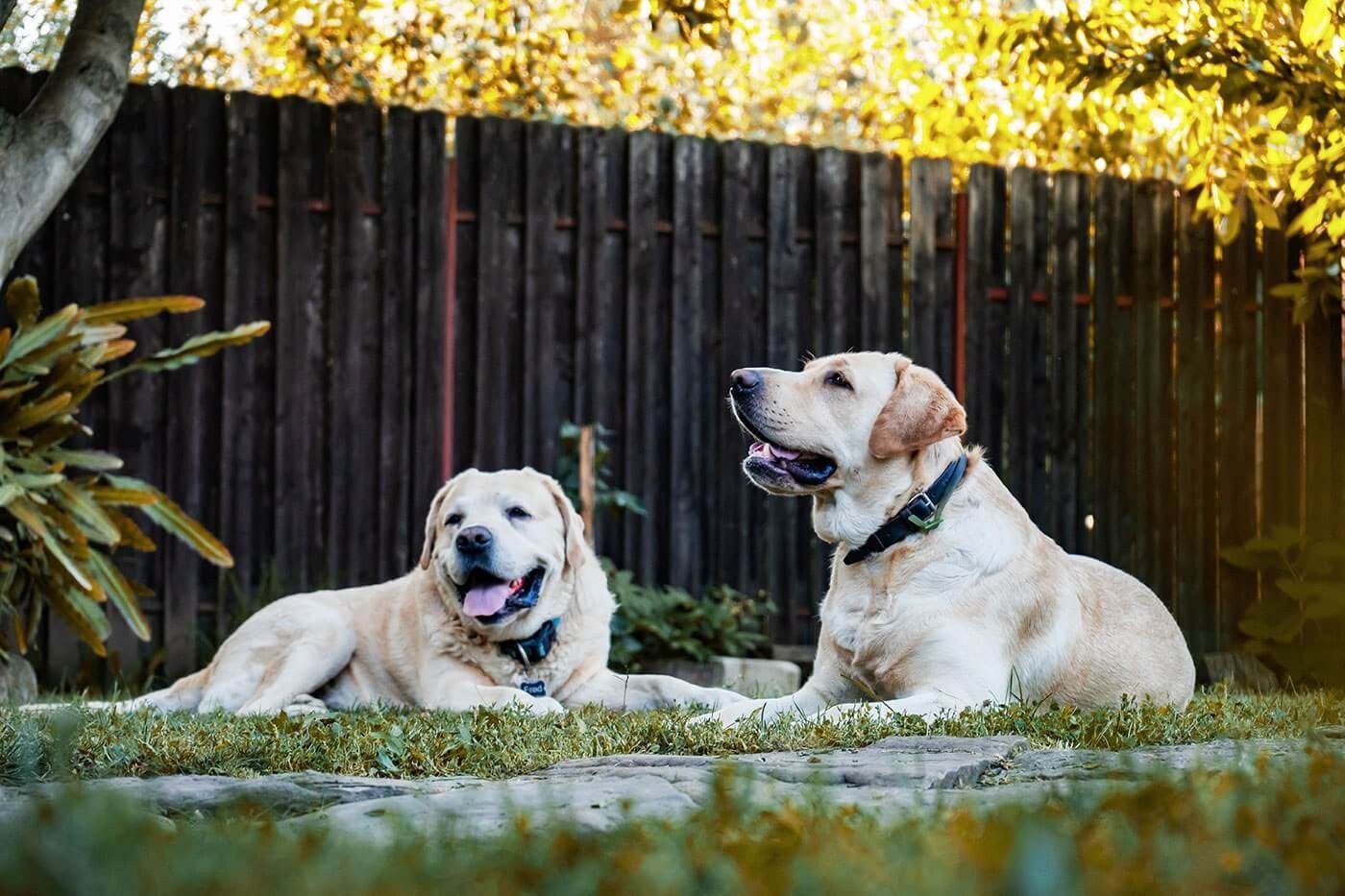 What is a Labrador's Personality? | Spot Pet Insurance Canada