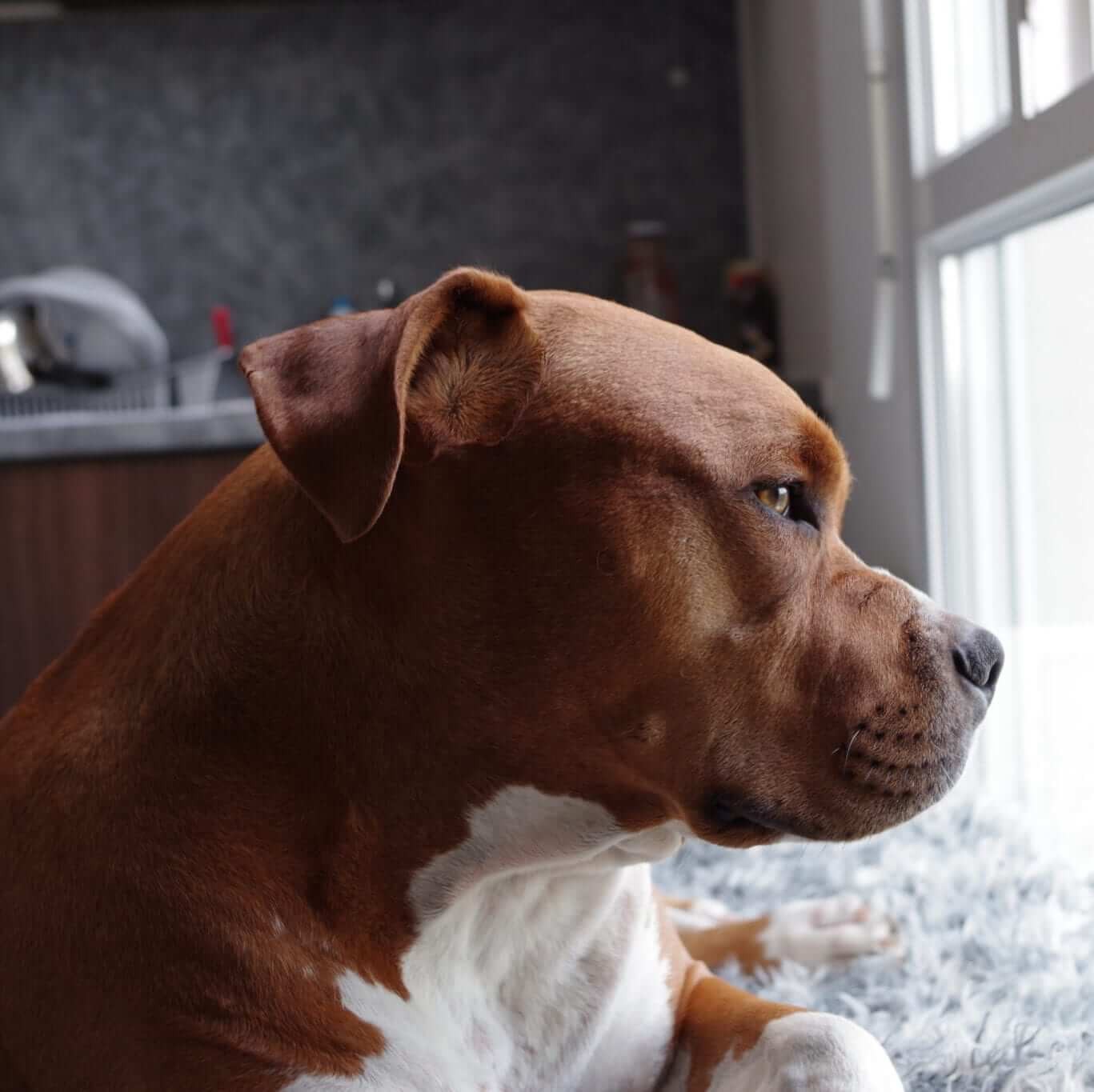 Dog Constipation: Causes, Symptoms & Treatment | Spot Pet Insurance