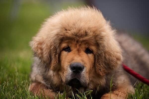 Mastiff Dog Breeds: Meet the Gentle Giants of the Dog World | Spot Pet ...