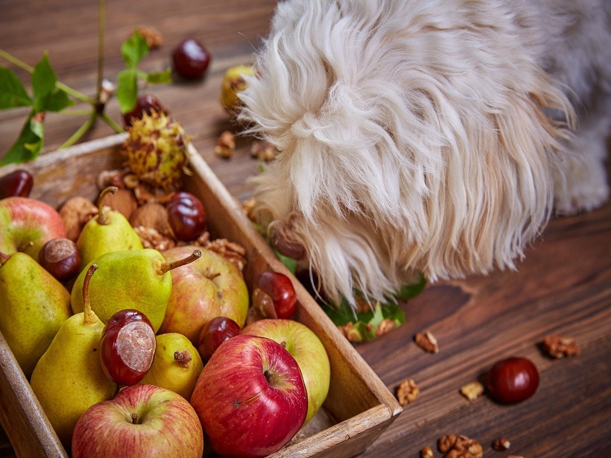 Can Dogs Eat Pecans? Are They Poisonous? | Spot Pet Insurance Canada