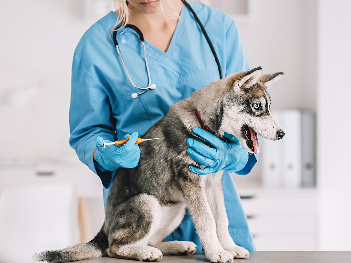 How Much Does Microchipping a Dog Cost? | Spot Pet Insurance