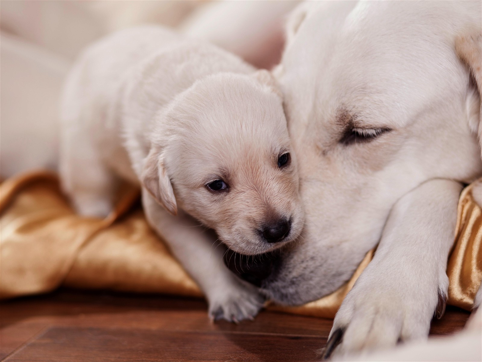 100 Best Names for White Dogs