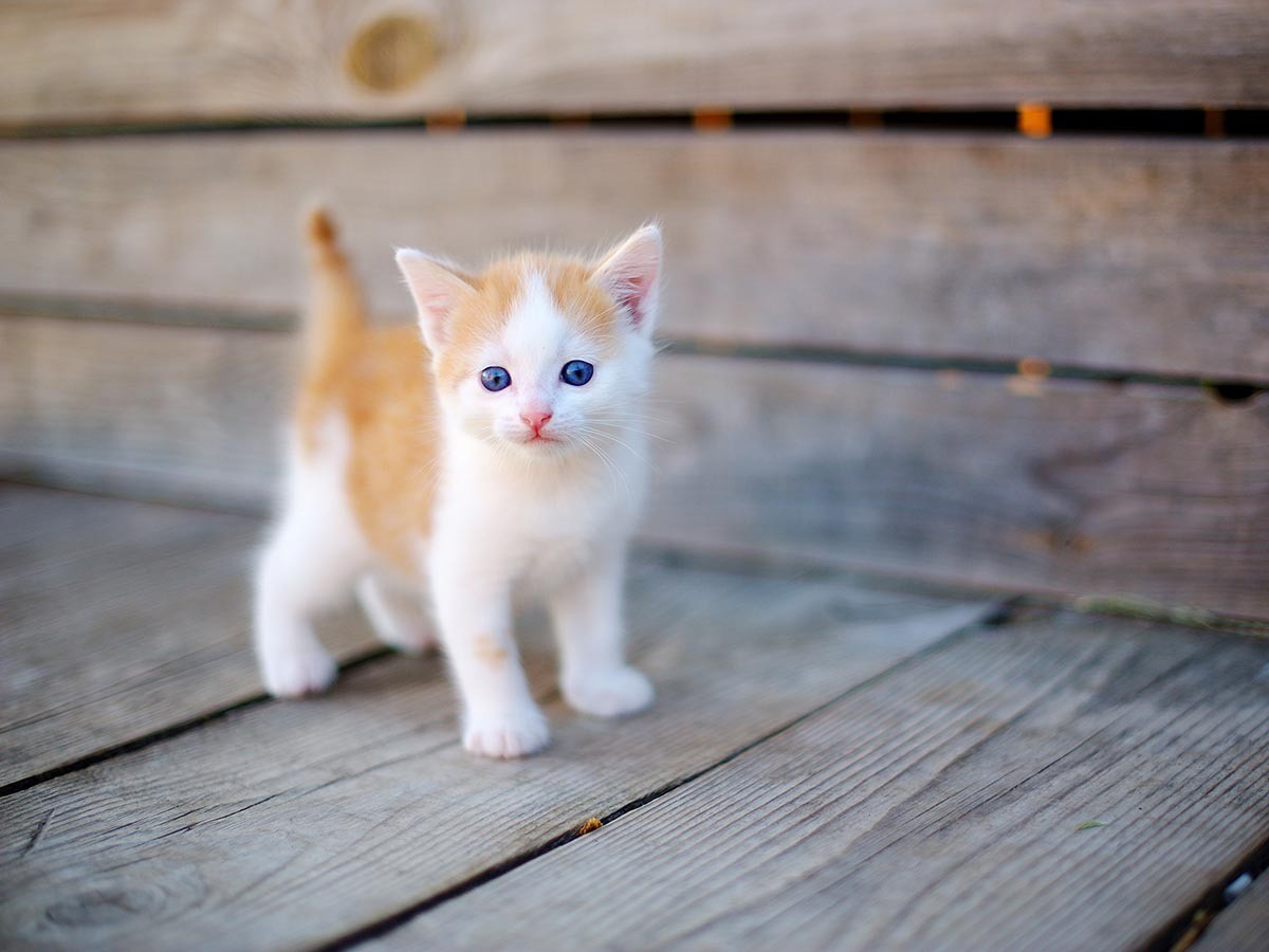 Essential Supplies for a Kitten: Must-Haves for a Happy New Arrival ...