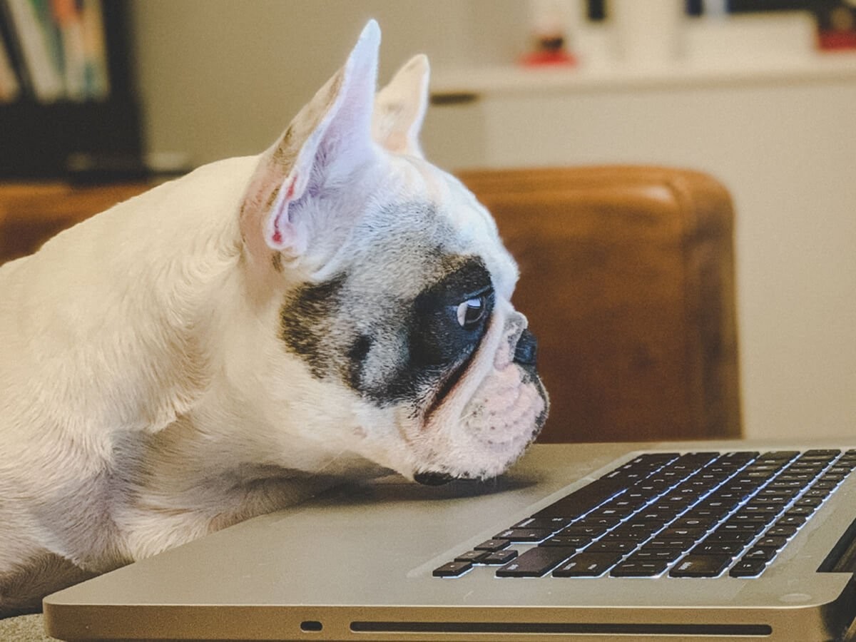 What are The Best Puppy Movies of All Time? | Spot Pet Insurance