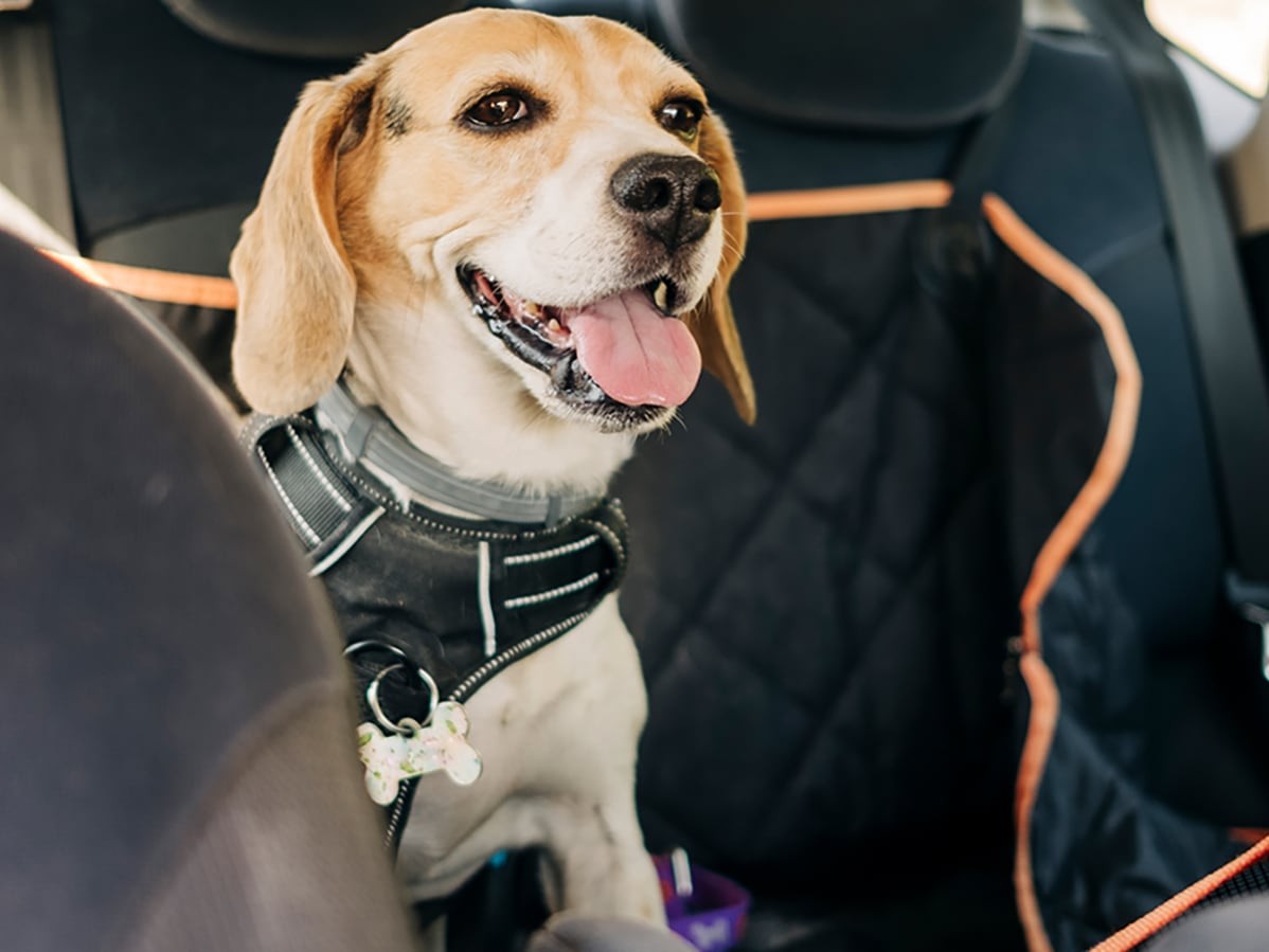 Travelling with a Dog Tips