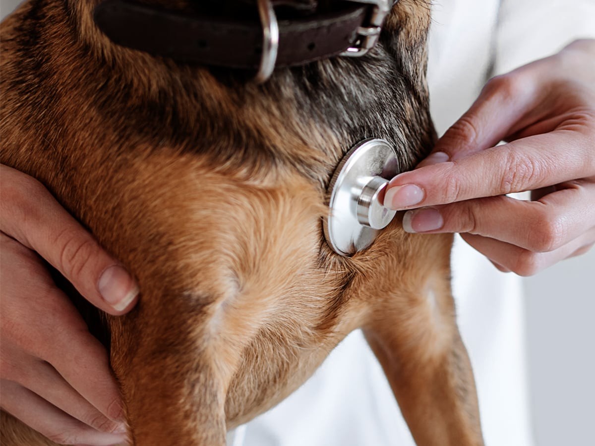 8 Questions to Ask Before Going to the Vet ER | Spot Pet Insurance Canada