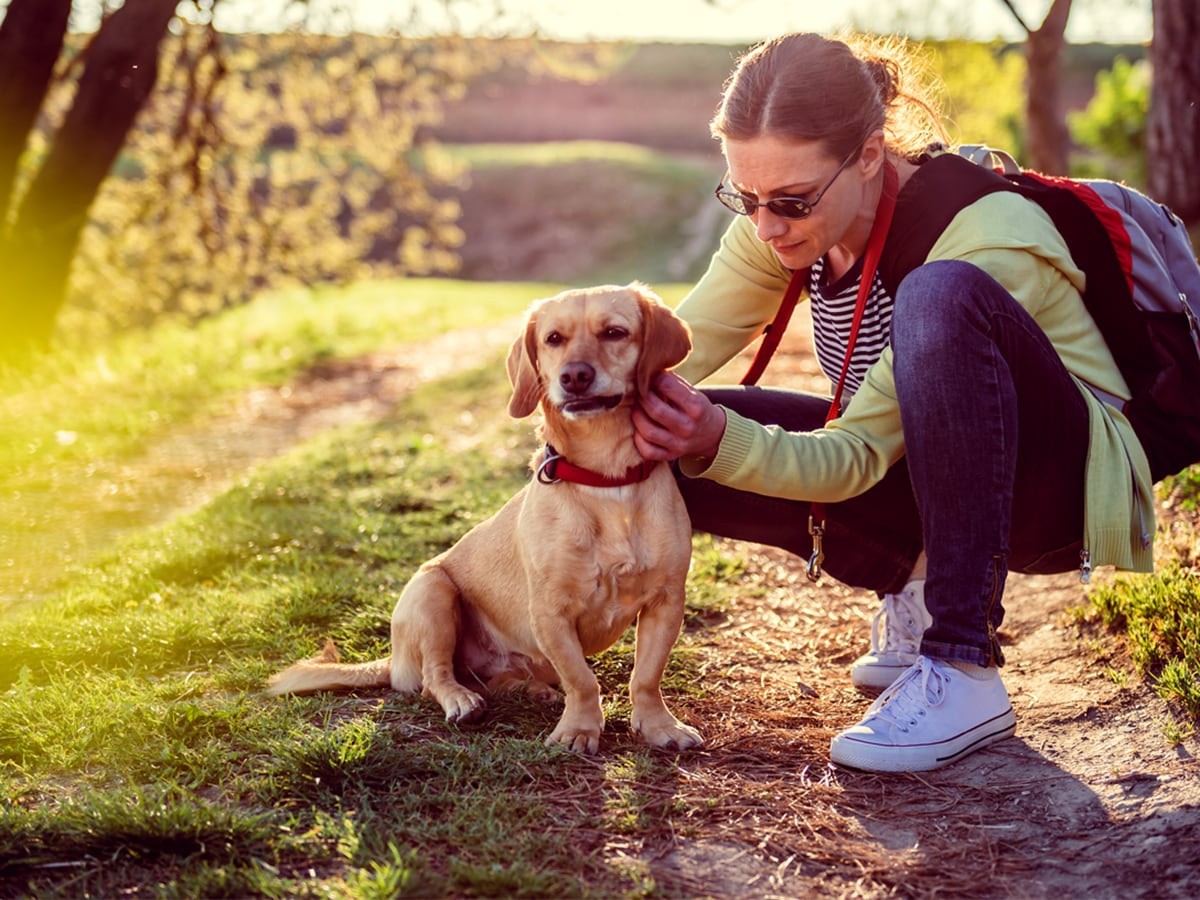 Is Monthly Flea and Tick Medication for Dogs Worth It? | Spot Pet Insurance