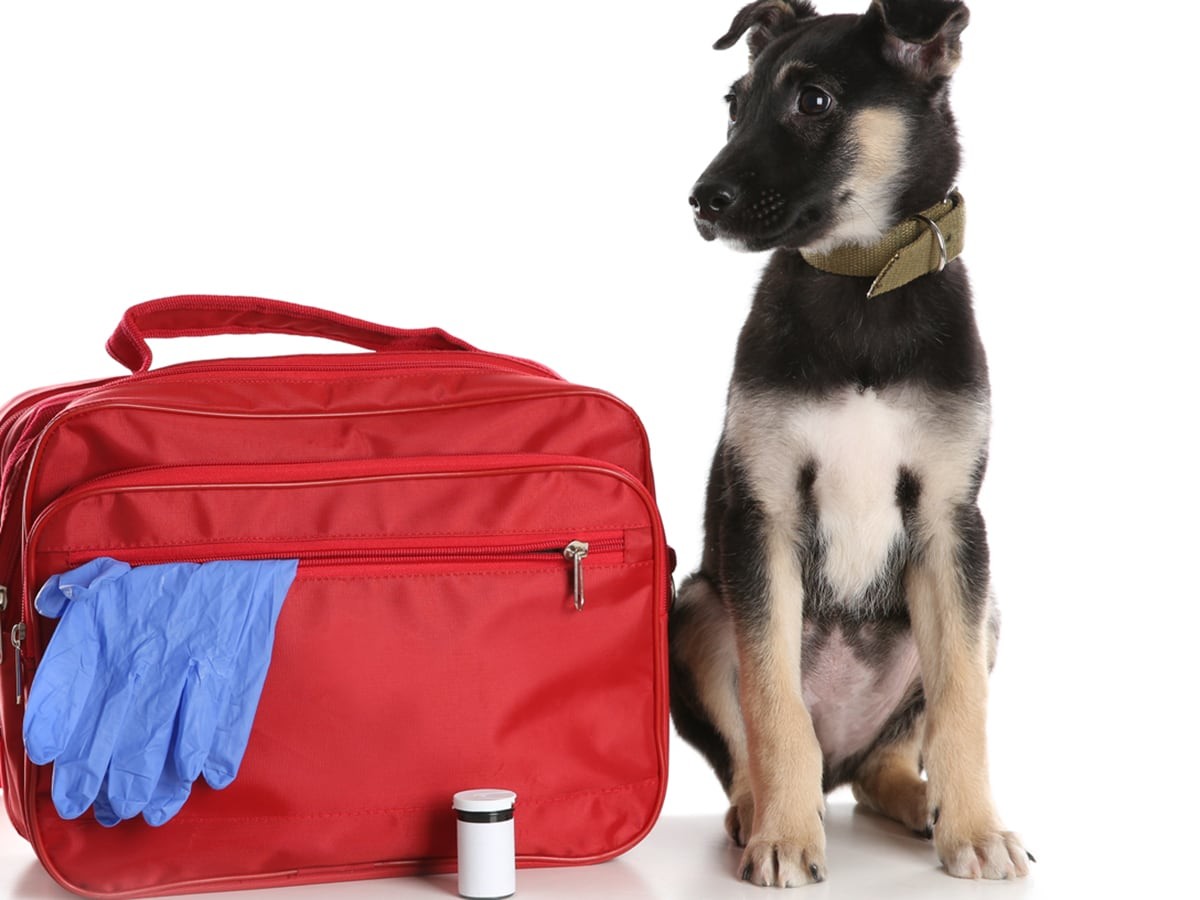 Prepare a Pet Emergency Kit | Spot Pet Insurance