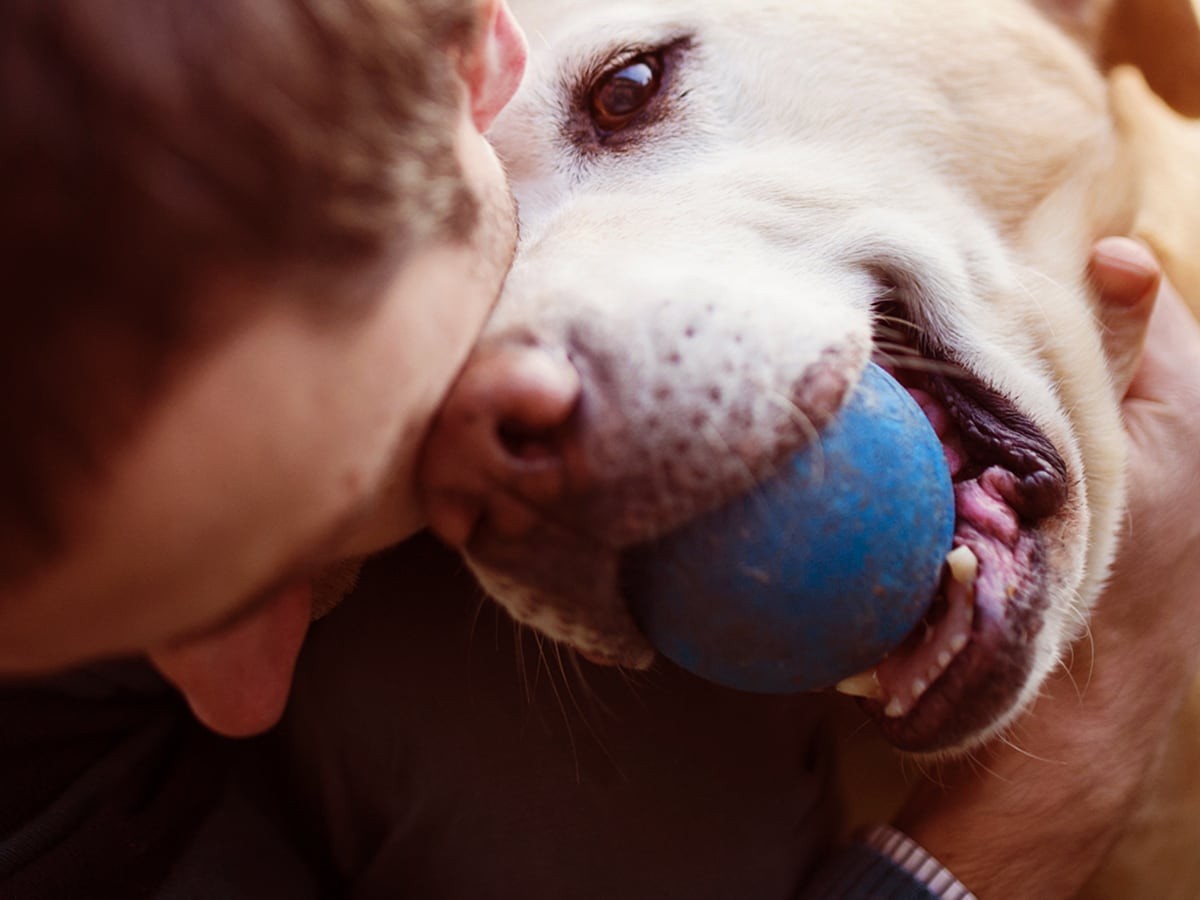 How to Start Fostering a Dog or Cat – A Guide | Spot Pet Insurance Canada