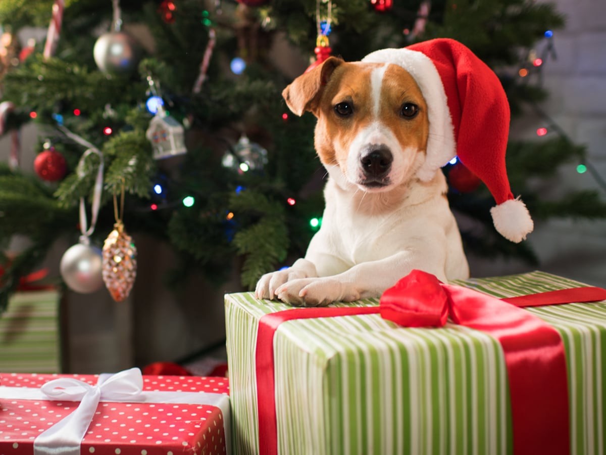 How to Help Animals this Holiday Season | Spot Pet Insurance
