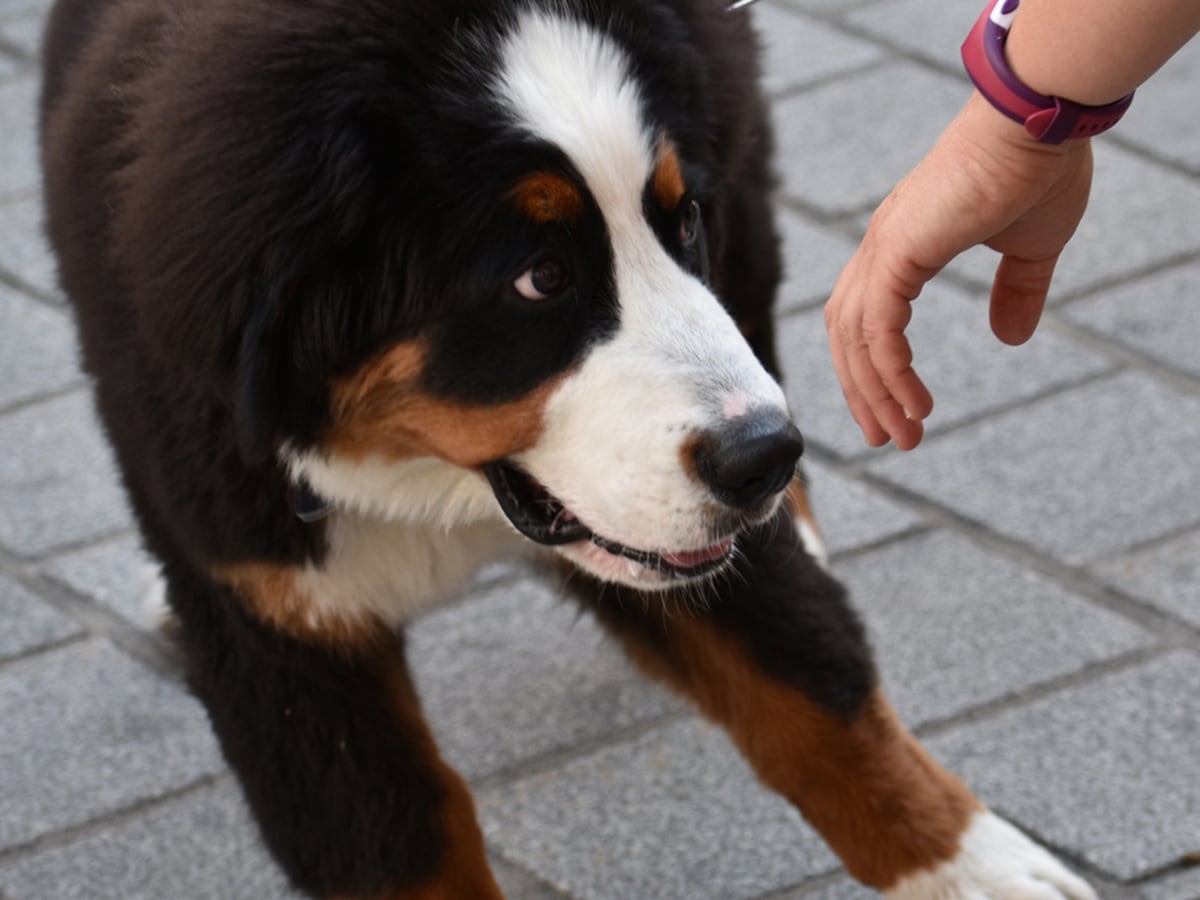 How to Calm an Anxious Dog | Step-by-Step | Spot Pet Insurance Canada