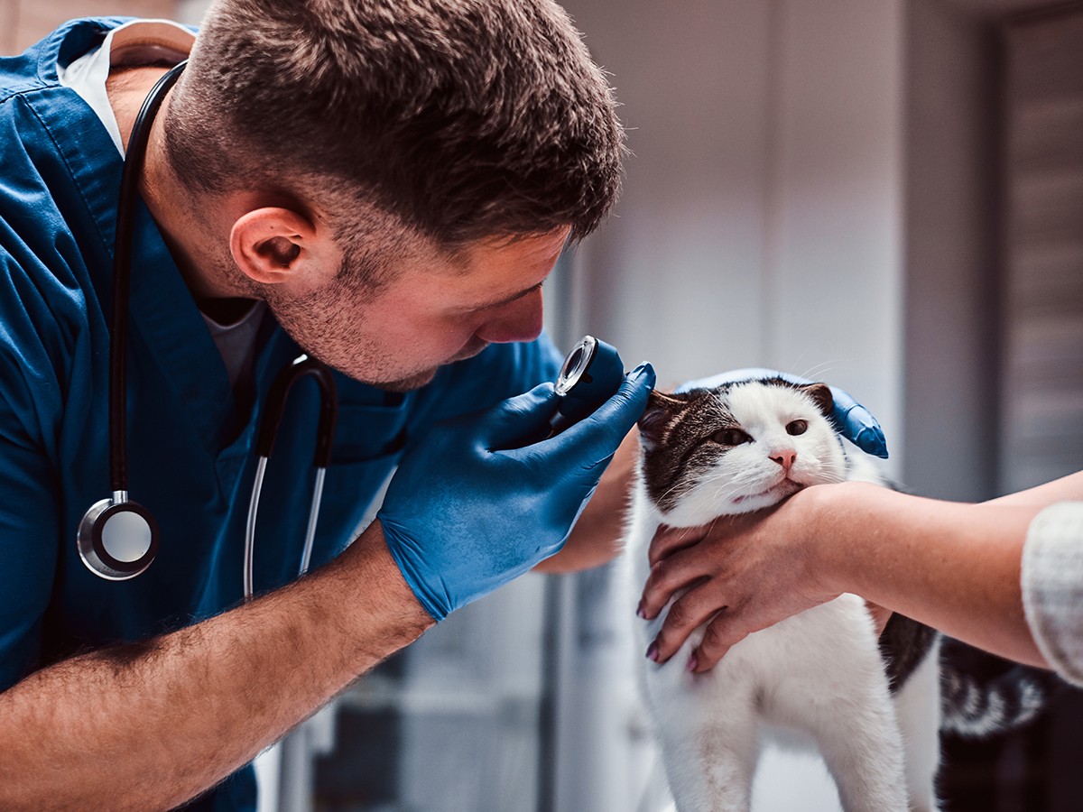 Does Pet Insurance Cover ACL Surgery? | Spot Pet Insurance