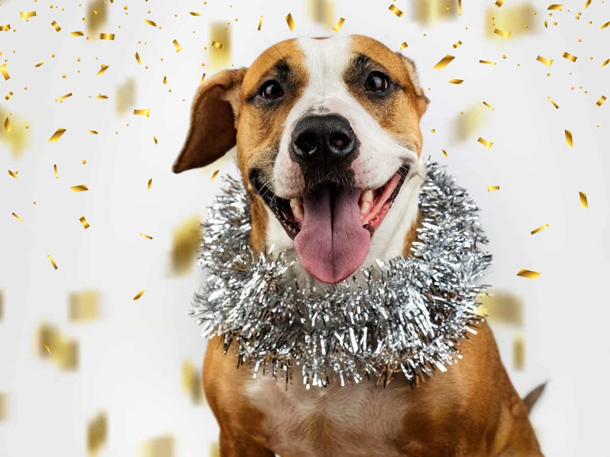 New Years Pet Resolutions | Spot Pet Insurance Canada