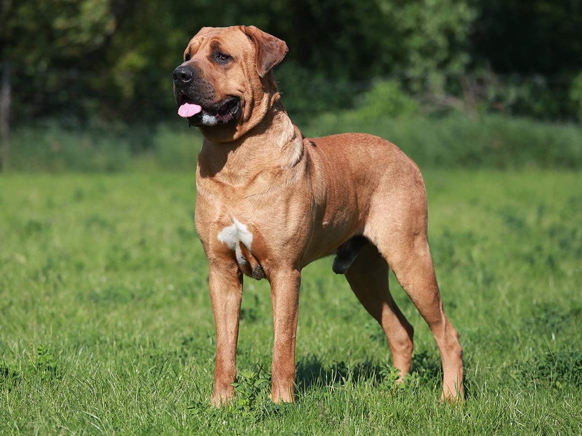 Tosa Inu - Dog Breed Guide | Spot Pet Insurance Canada