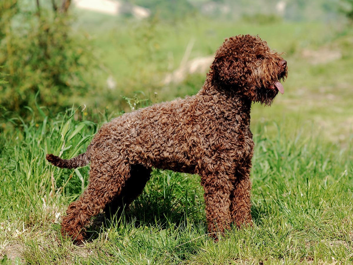 Lagotto Romagnolo: Breed Profile & Information | Spot Pet Insurance